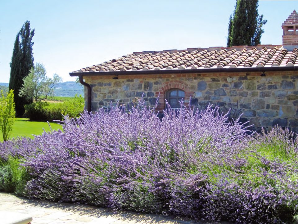 Pianta colorata e profumata: la Peroschia - Ville&Casali