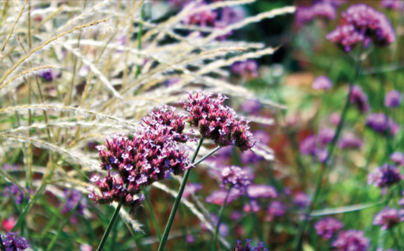 Erbacee perenni: per il giusto complemento di un giardino
