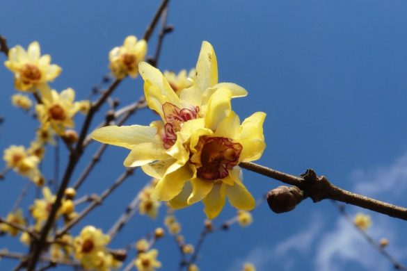 Fiori invernali: specie che sbocciano al freddo - Ville&Casali